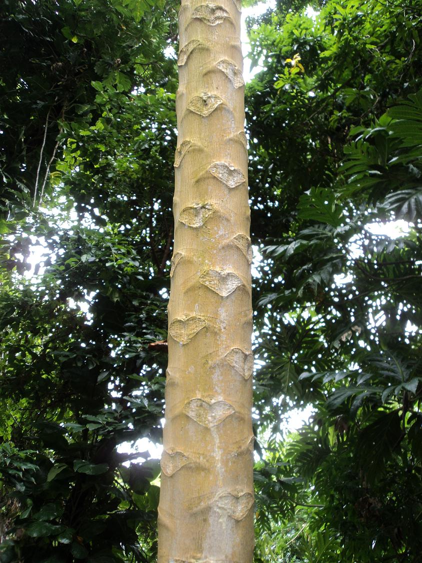 tree trunk – Teardrop Adventures